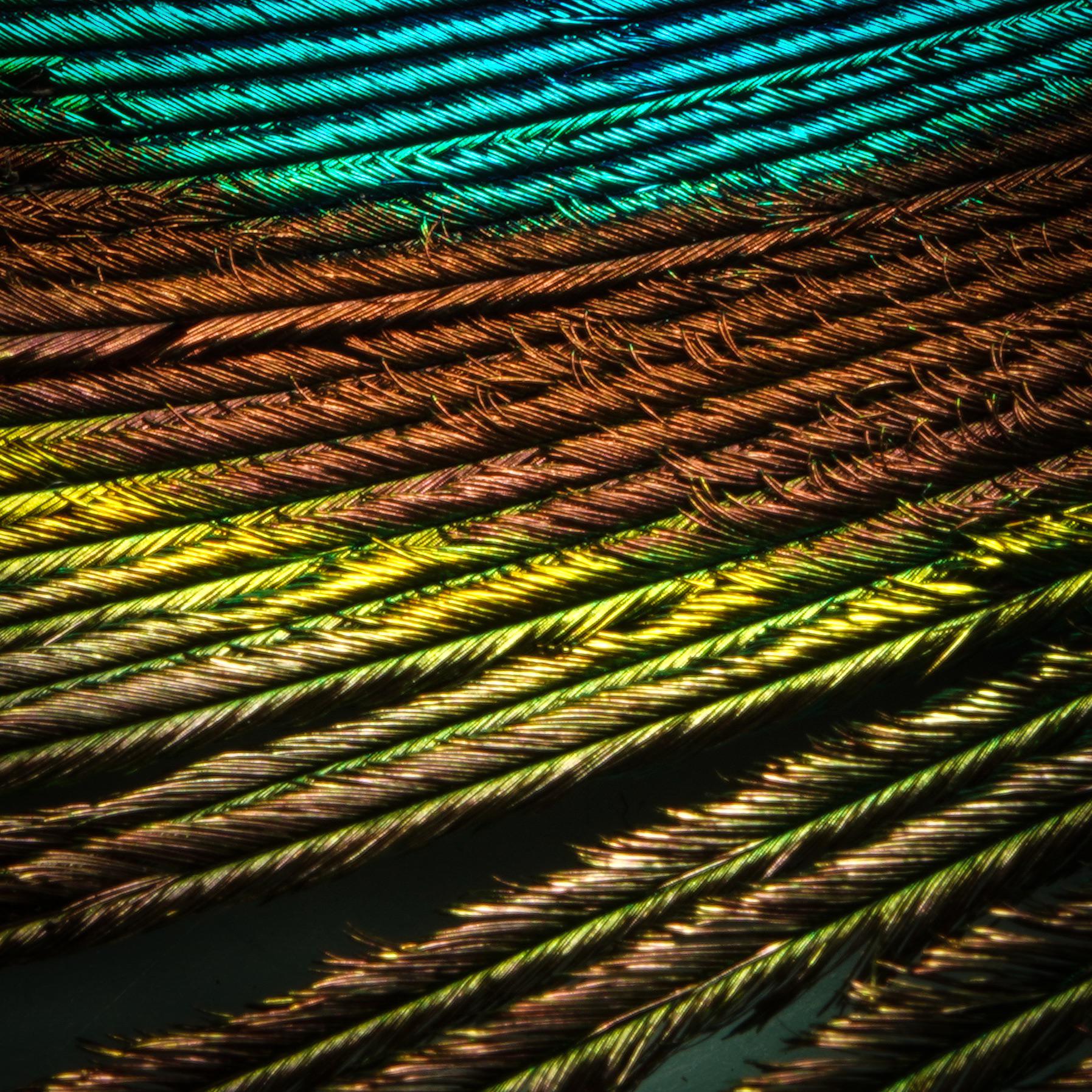 Peacock Feather | Scrolller