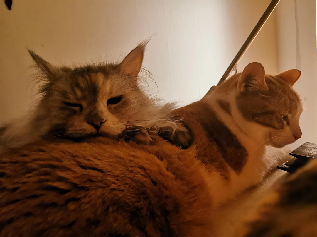 my sweet MC cuddling with her brother | Scrolller