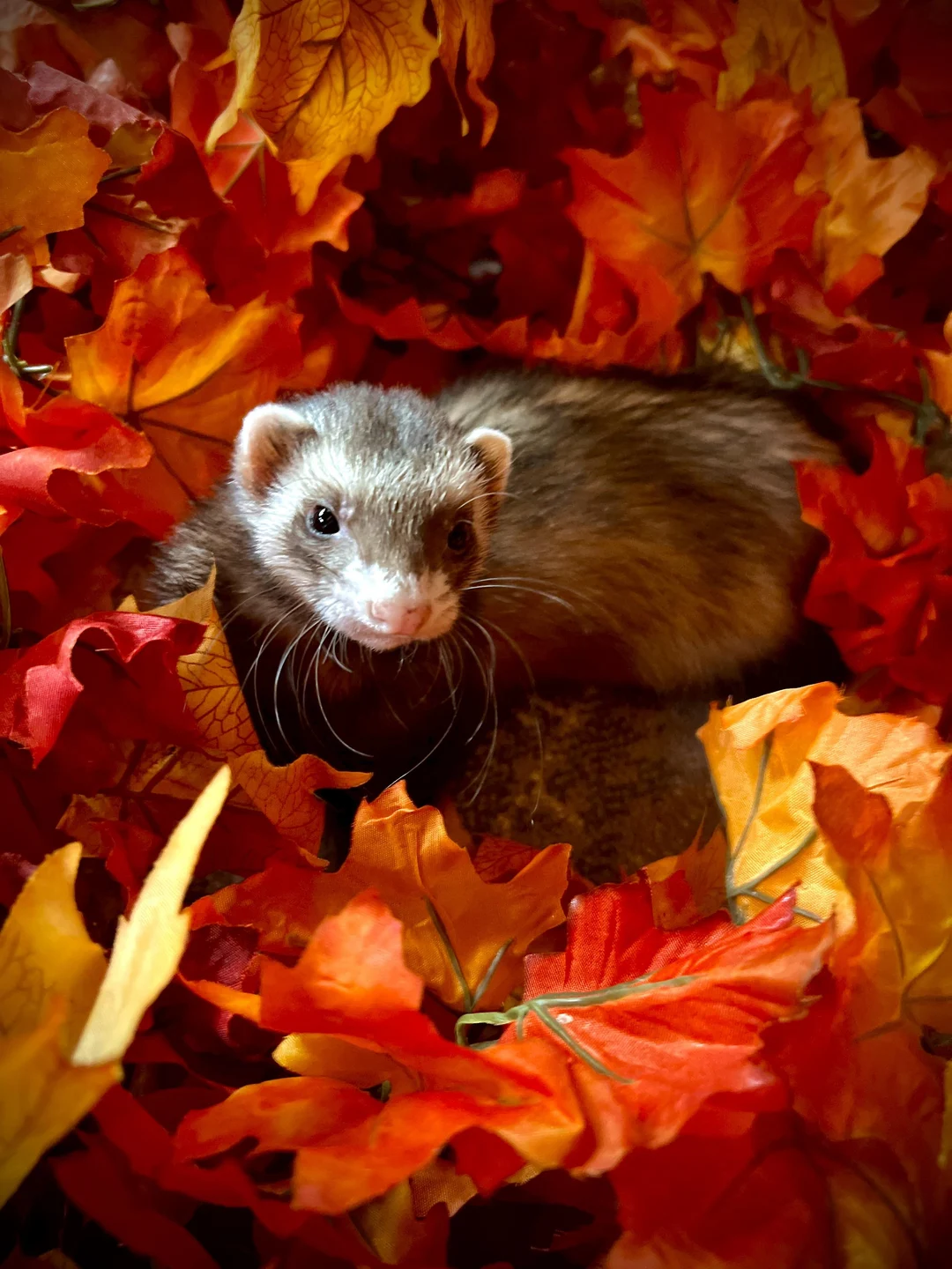 Happy Fall! | Scrolller