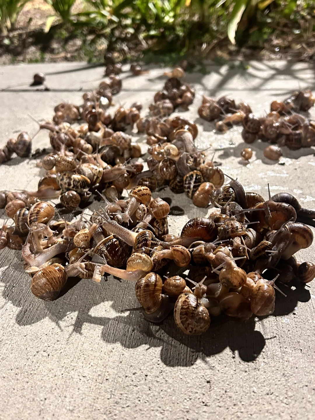 Snail breeding | Scrolller