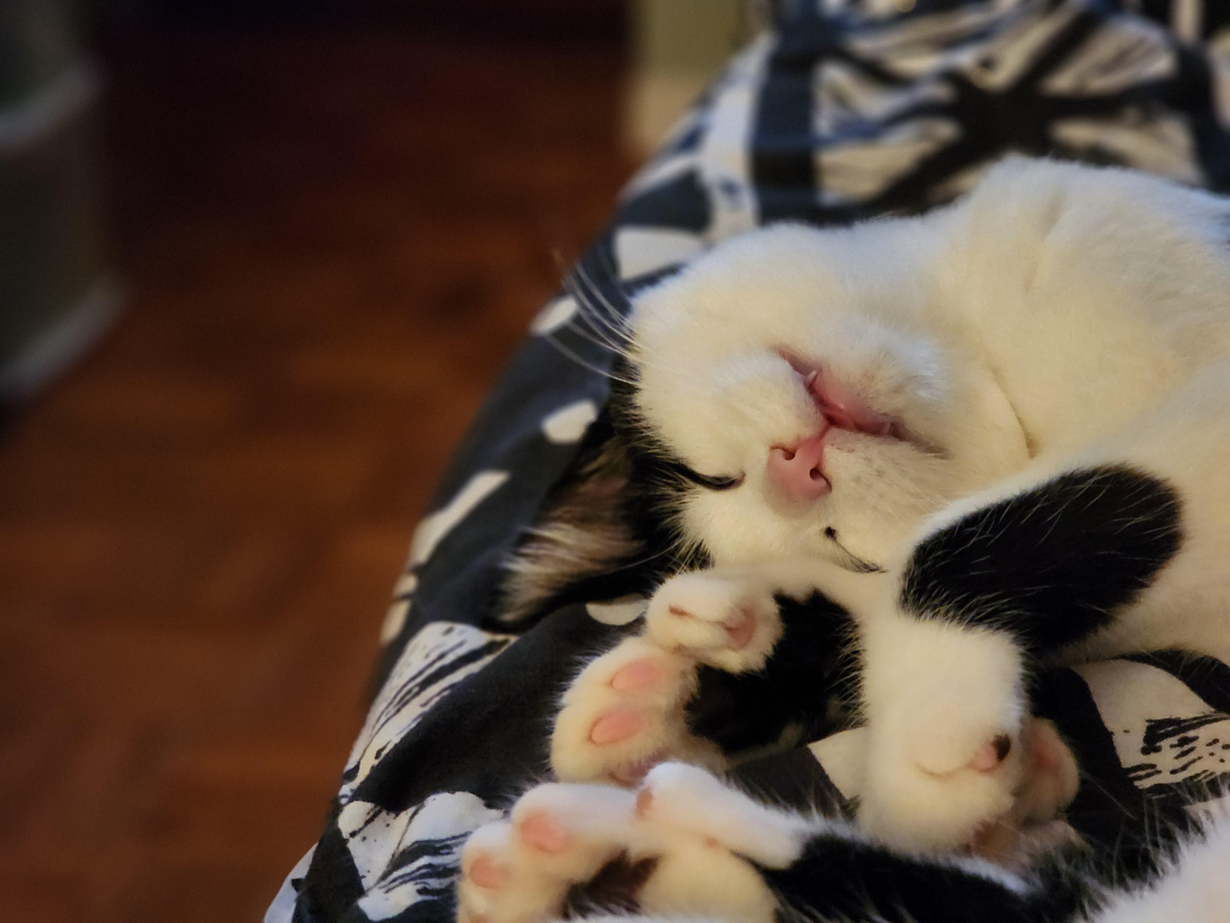 (OC) Pretty Ricky | Scrolller