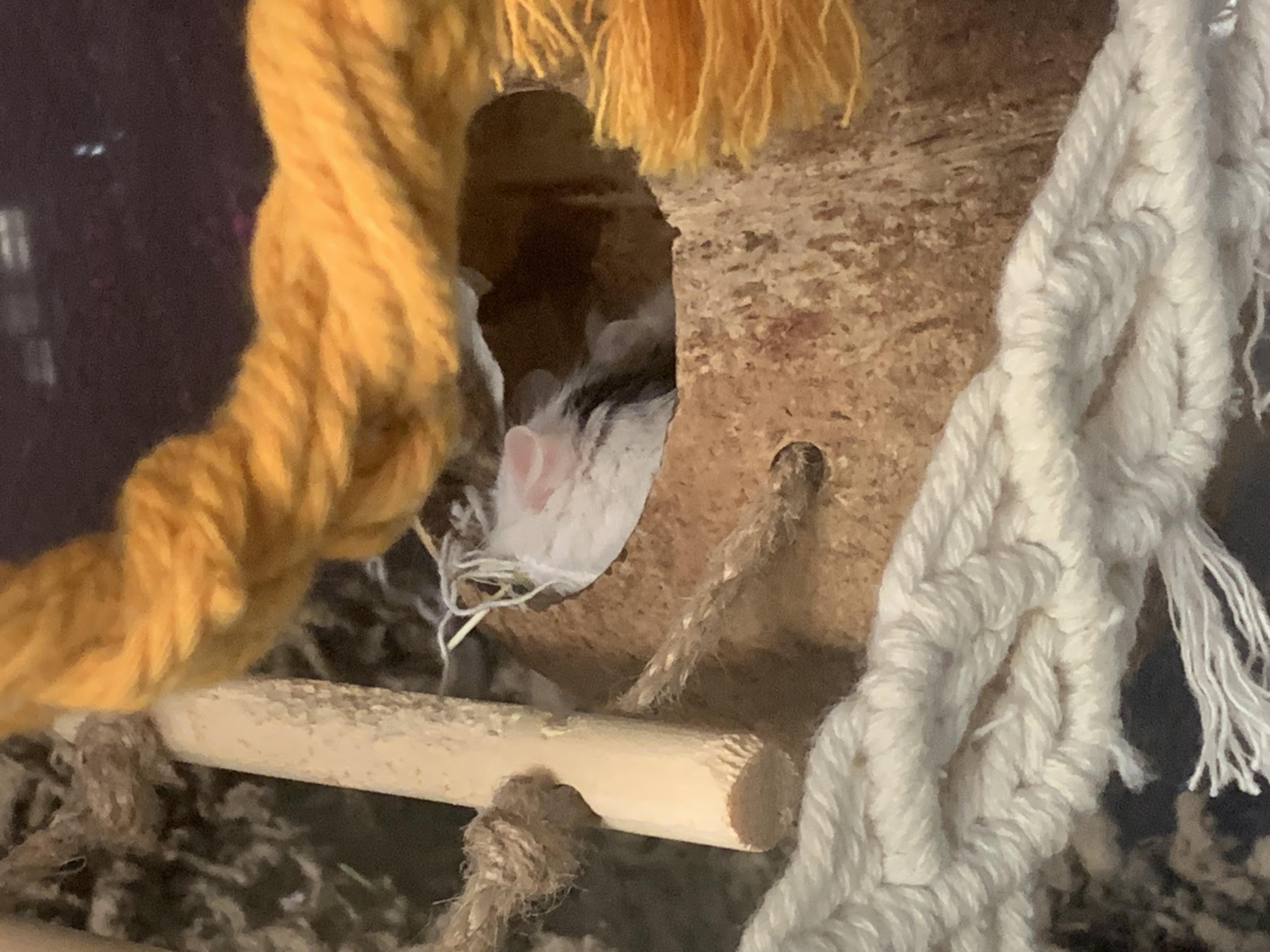 Snooze time in the coconut for the girls! Was hard to get a photo ...