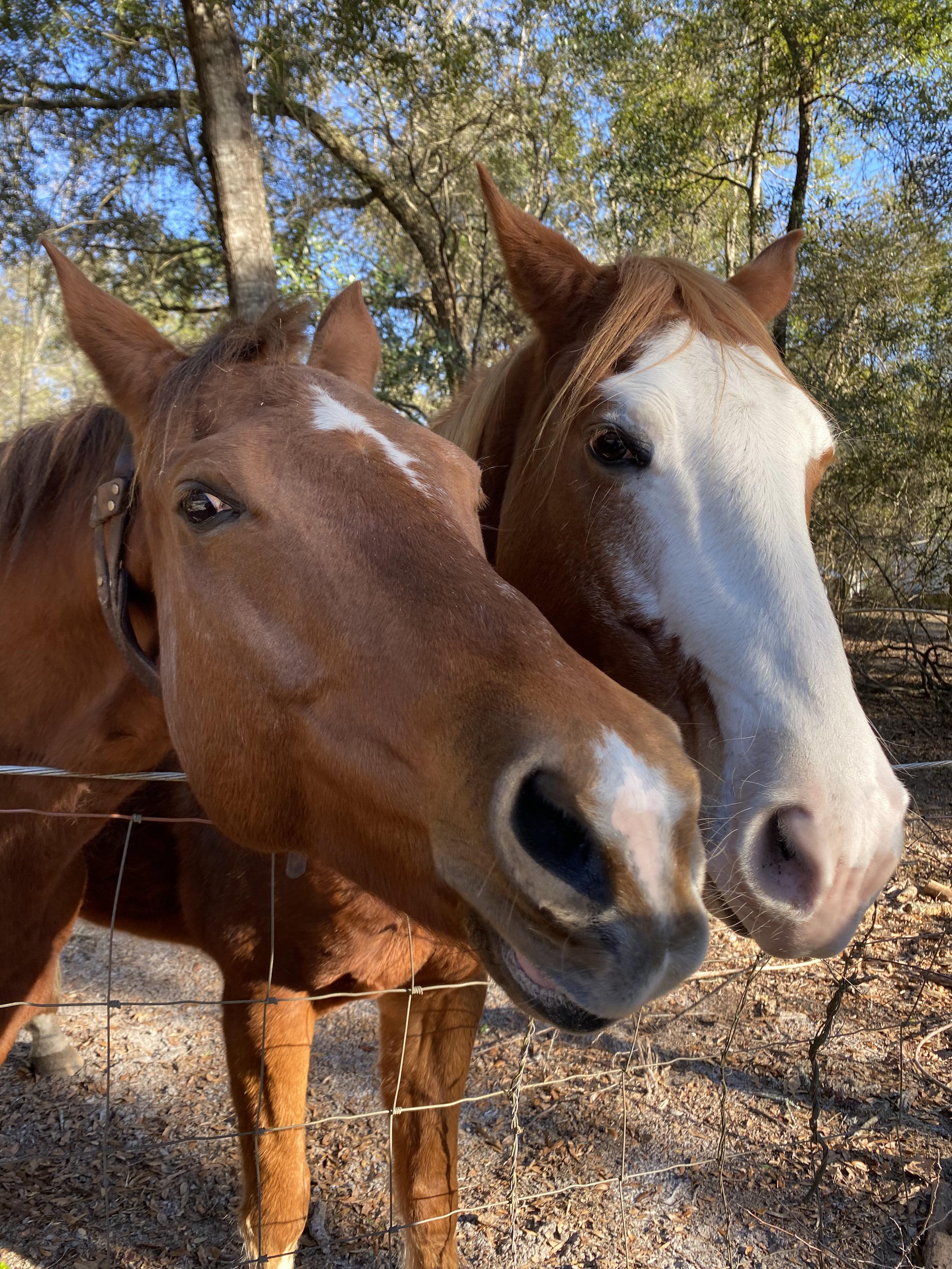 (OC) Look at these sweet faces | Scrolller