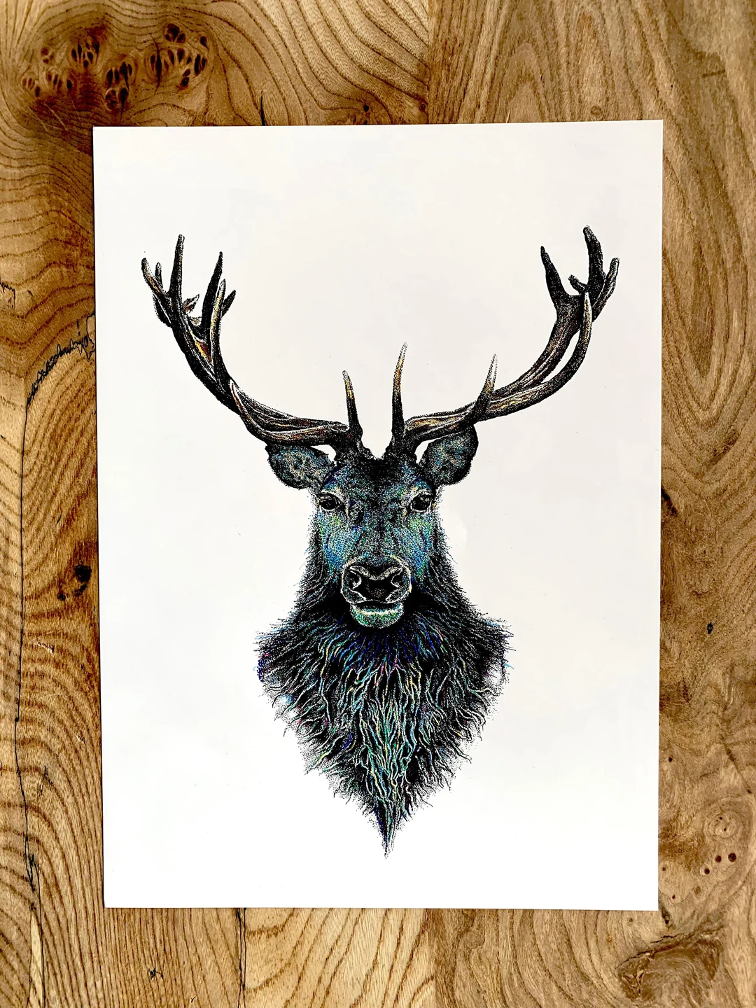 Scottish Stag | Scrolller