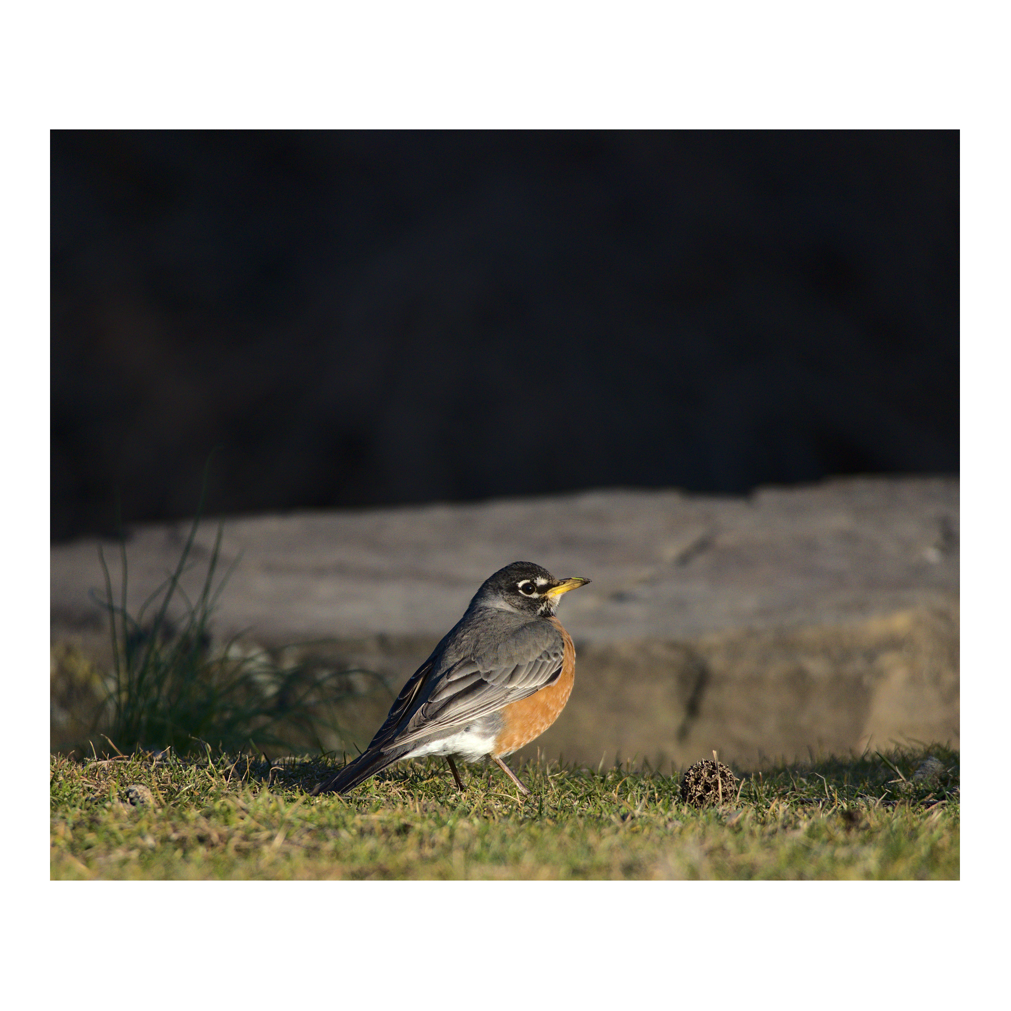 American Robins [A6400 & 70-350] | Scrolller