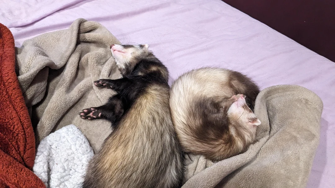 Ferret Friends | Scrolller