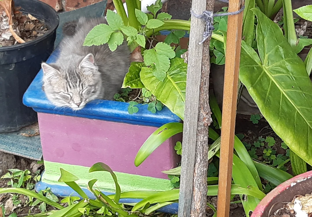 Now presenting the outside trap | Scrolller