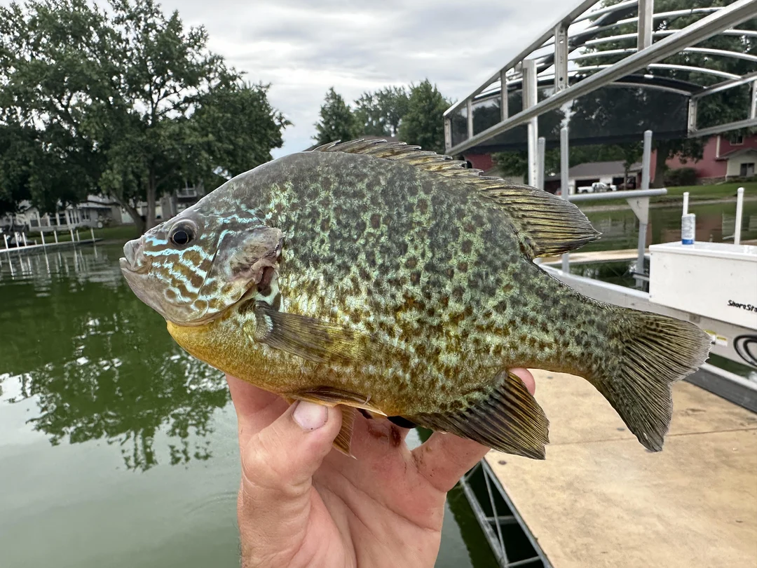Help with Sunfish ID | Scrolller