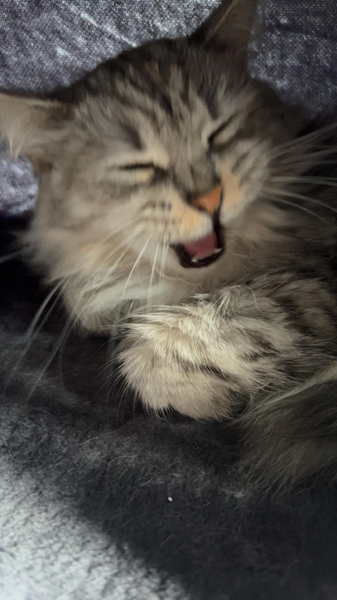 Black Silver Mackerel Tabby Female Siberian | Scrolller