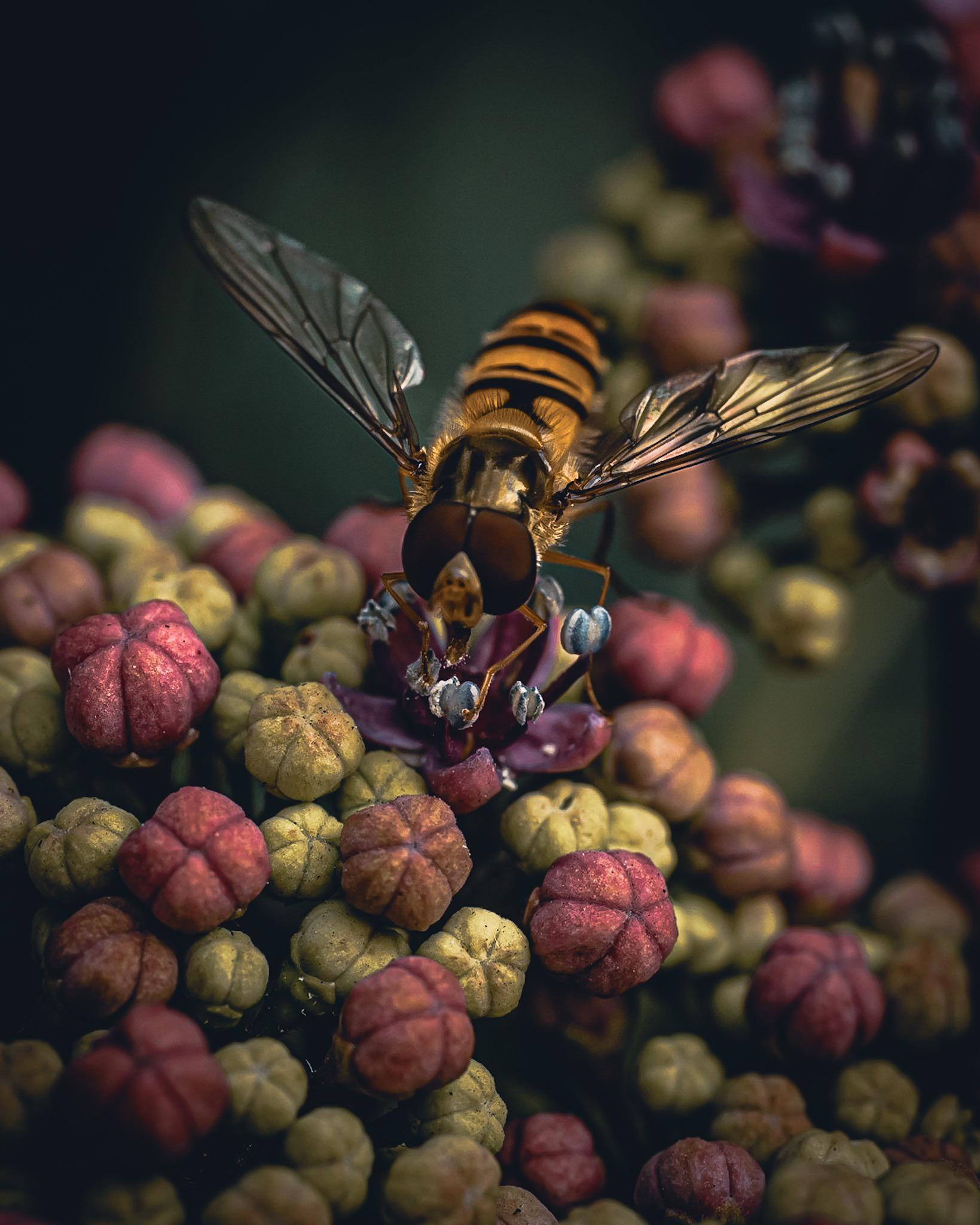 Marmalade Hoverfly | Scrolller