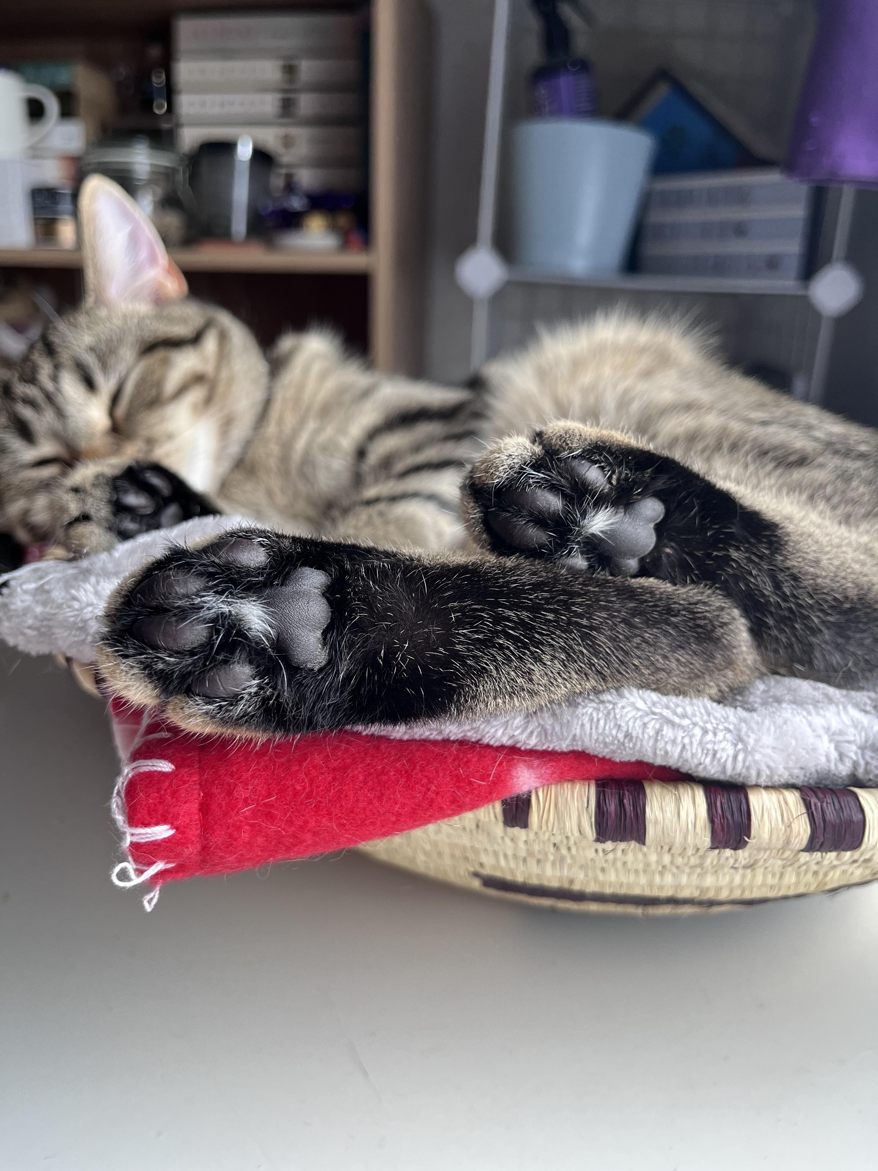 Sleepy beans | Scrolller