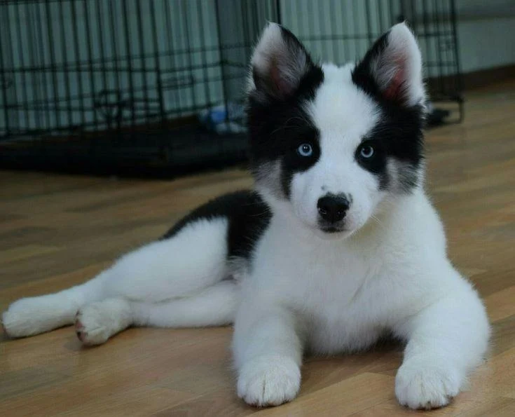 This Cute Siberian Husky Pup 🐶 | Scrolller