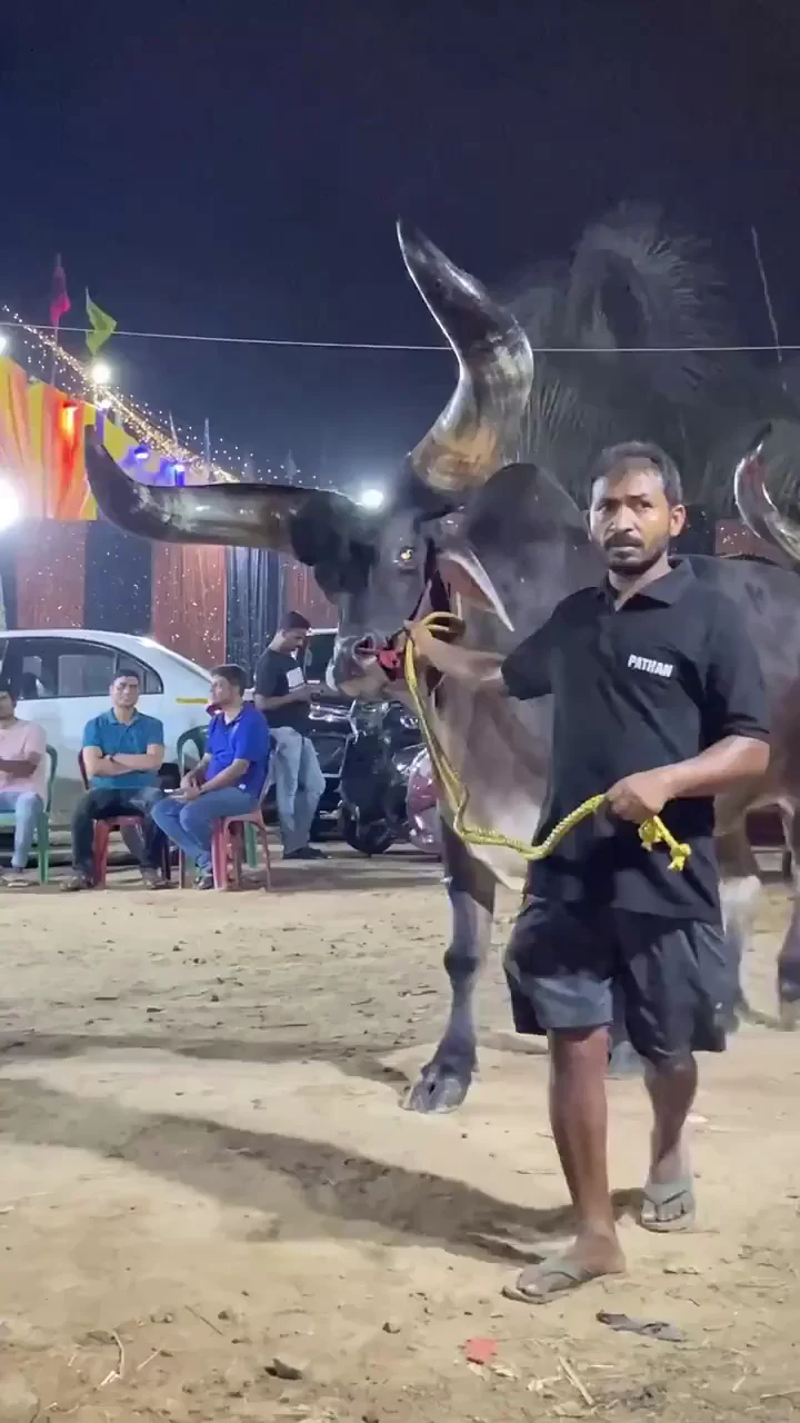 Kankrej cattle from Gujarat, India. Their distinctive lyre-shaped horns and heavy build make ...