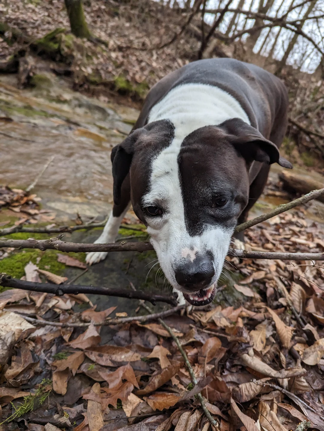 My sweet Winston helping me forage😍 | Scrolller