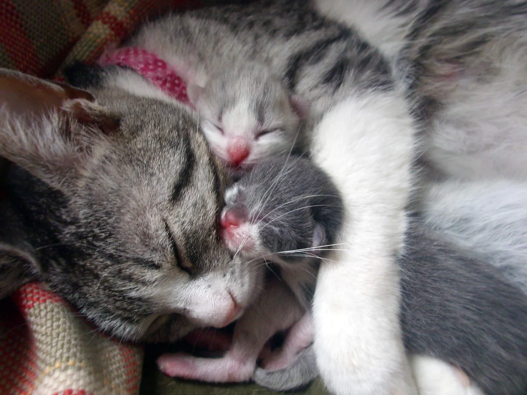 Mamma napping with her babies | Scrolller