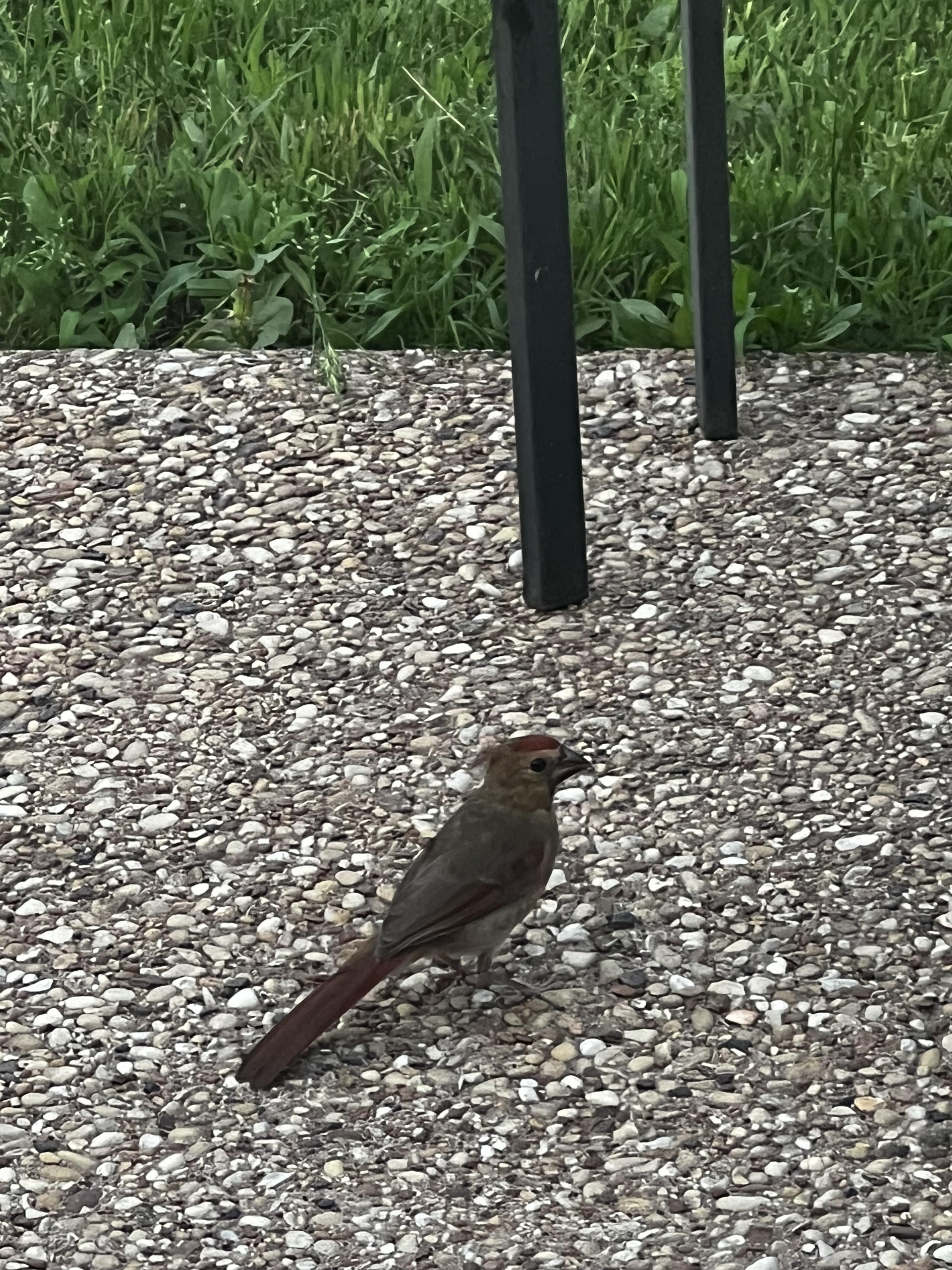 Juvenile Male Cardinal | Scrolller