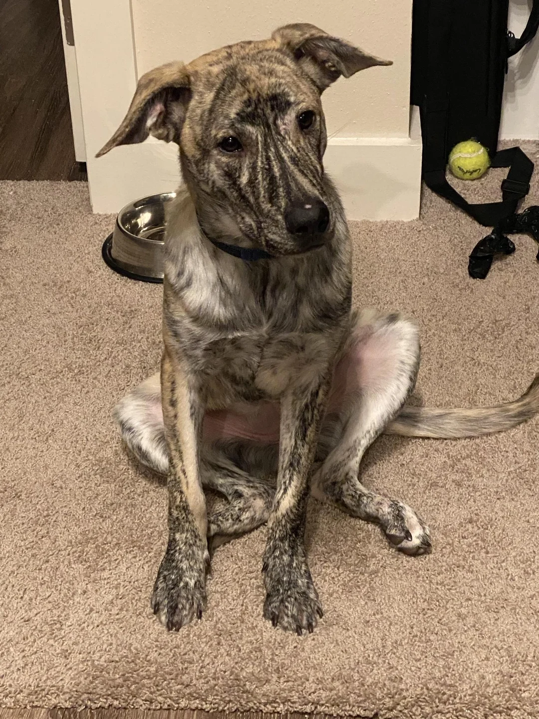 Pupper Cammy | Scrolller