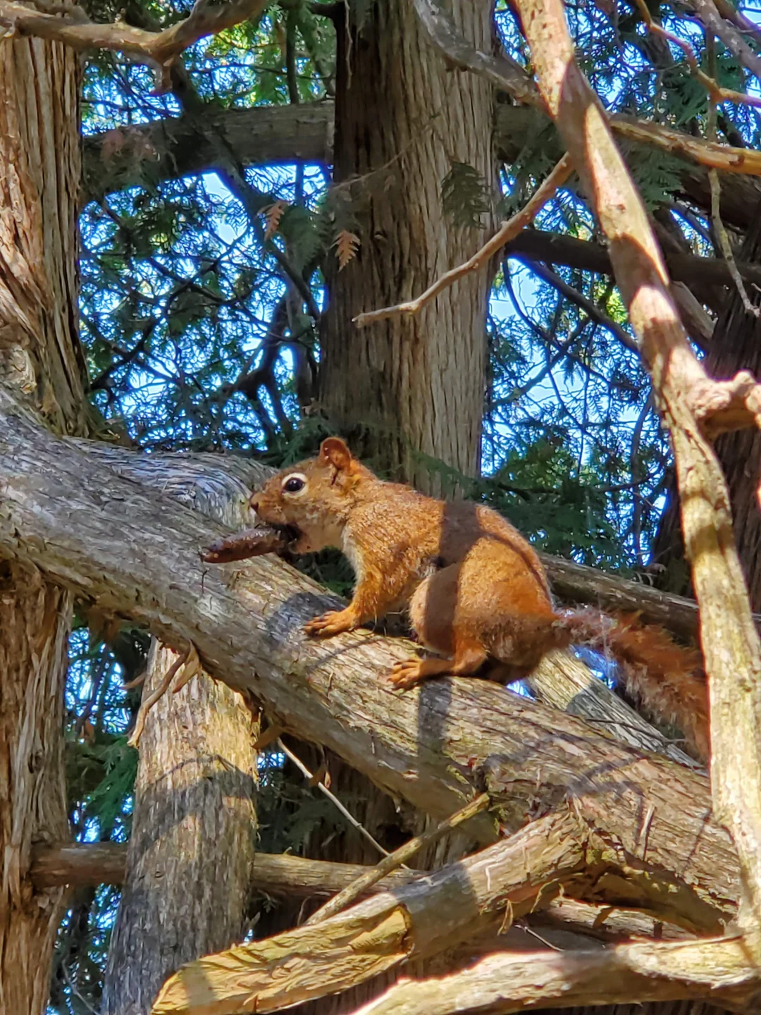 Squirrel with a Pinecone | Scrolller