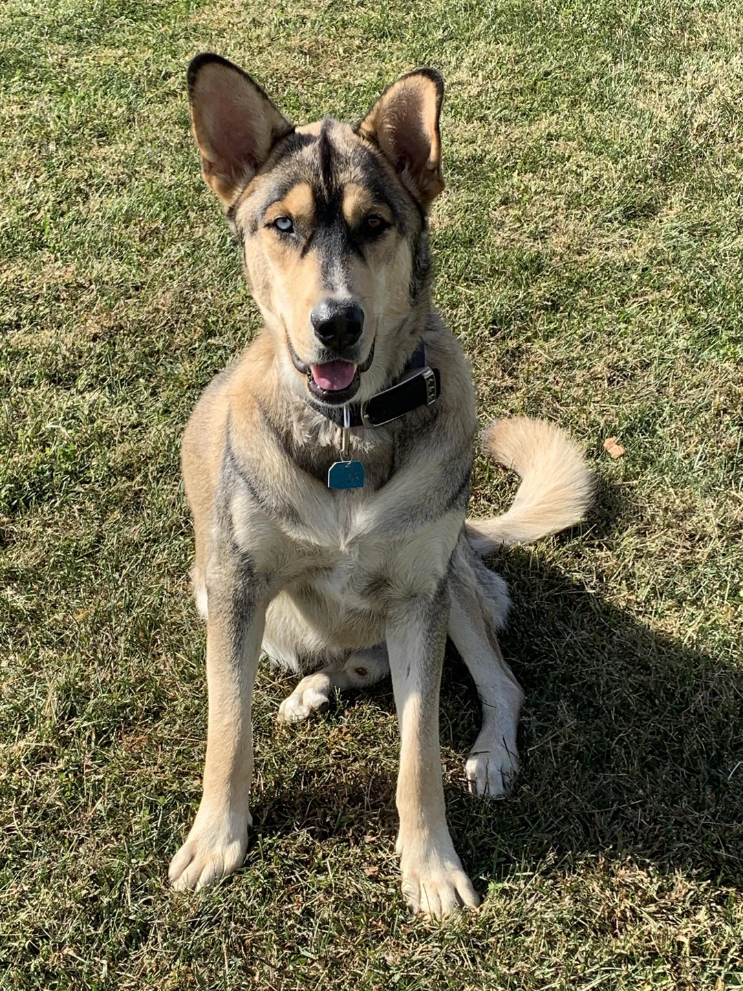 My Golden Husky, Bowie | Scrolller