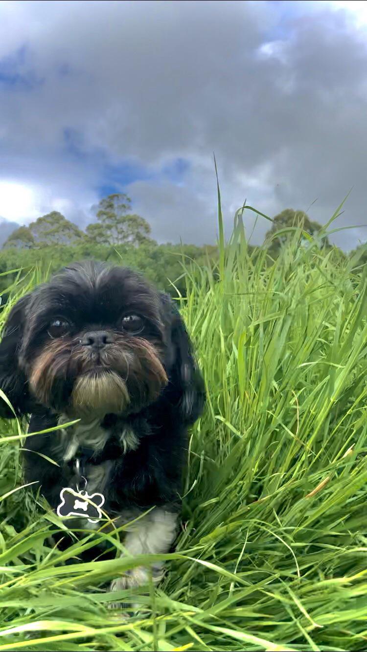 Stomping through the high grass. | Scrolller