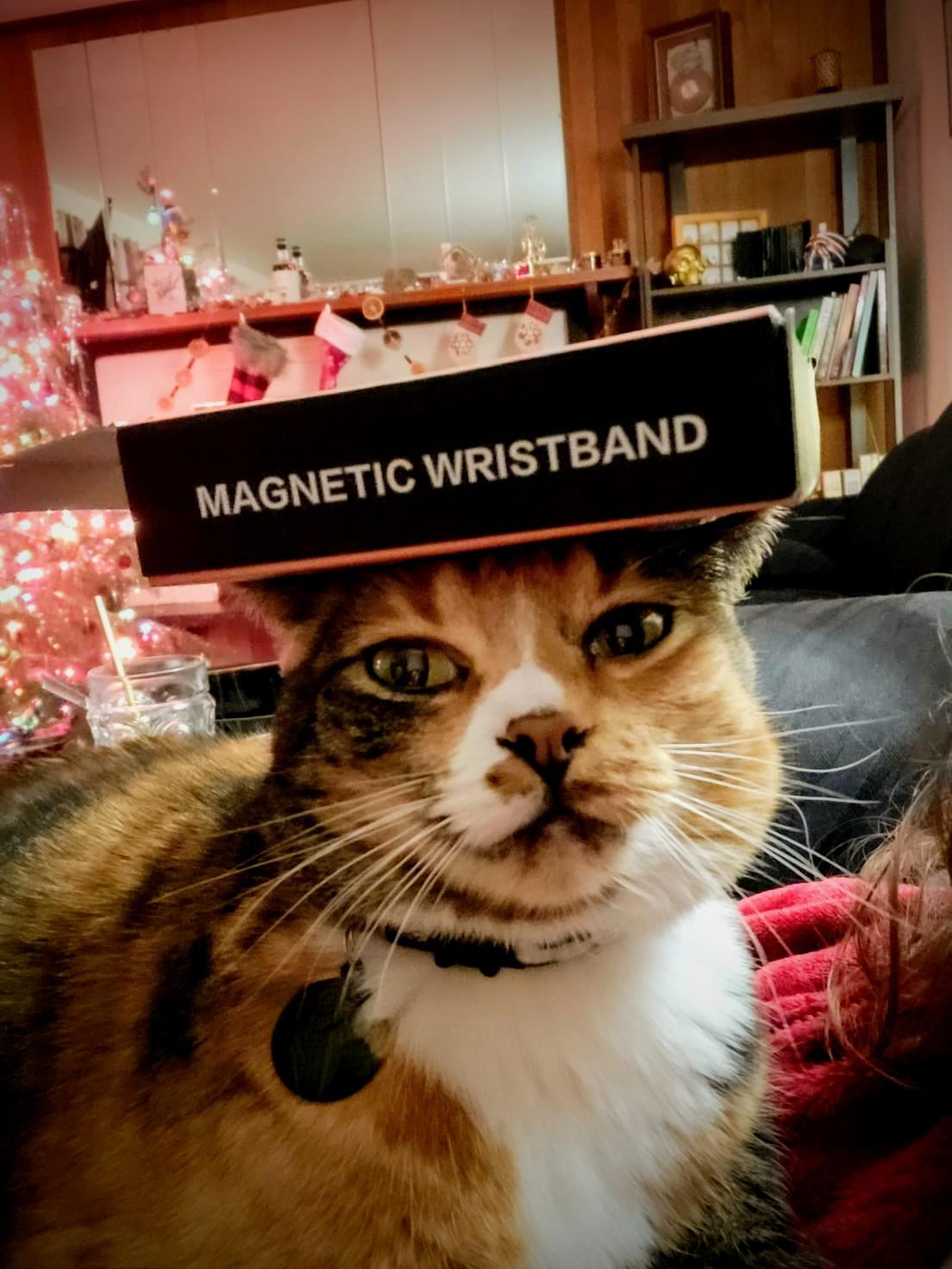 Discover more like StuffOnCats: Meatloaf tolerating her box hat and ...