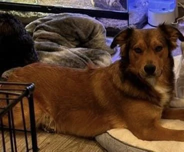 Help identifying his breed or his mix? | Scrolller