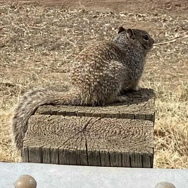 Squirrel? | Scrolller