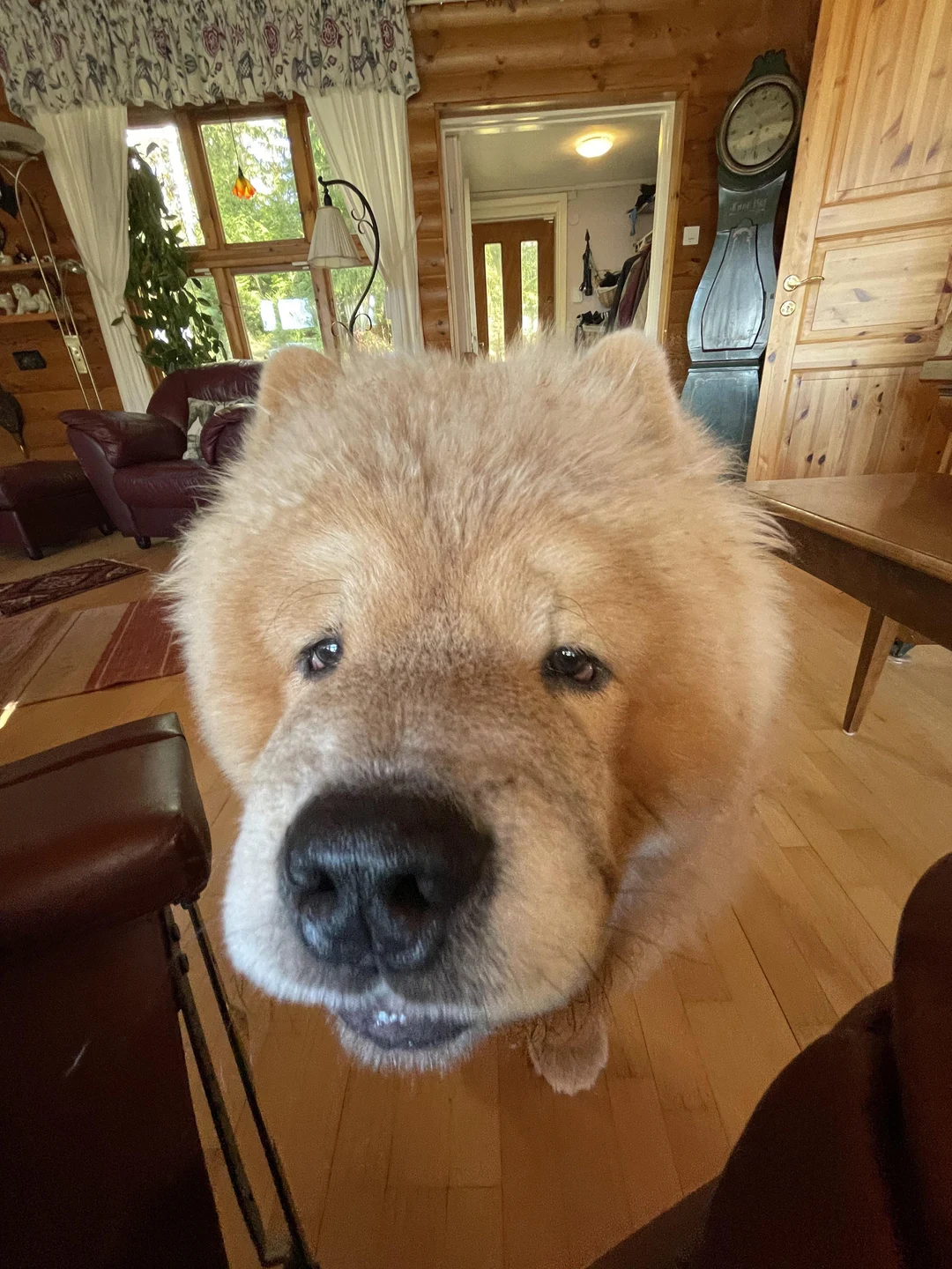 Wide angled Chow | Scrolller
