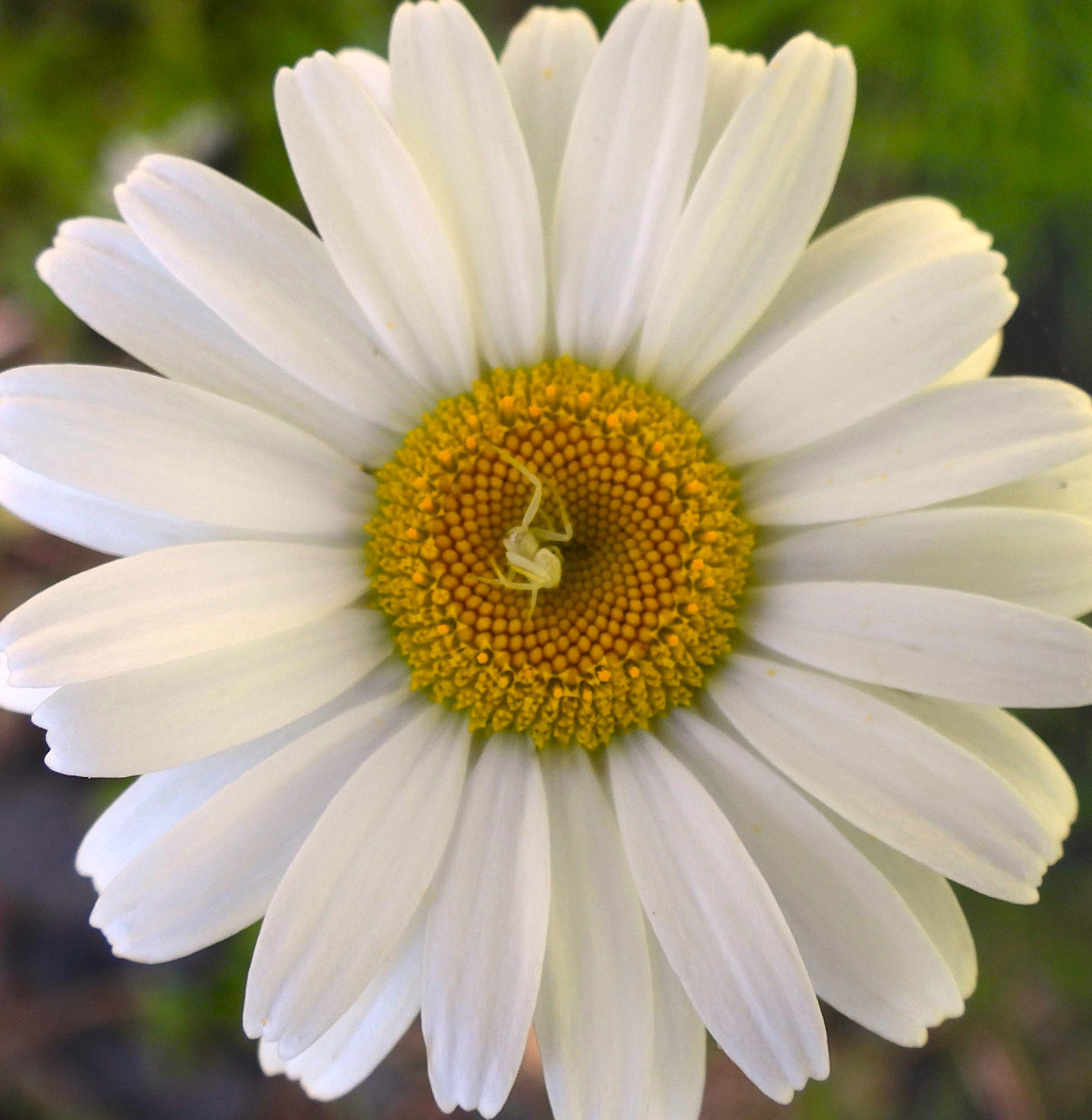 A tiny Flower Crab Spider in a Daisy | Scrolller