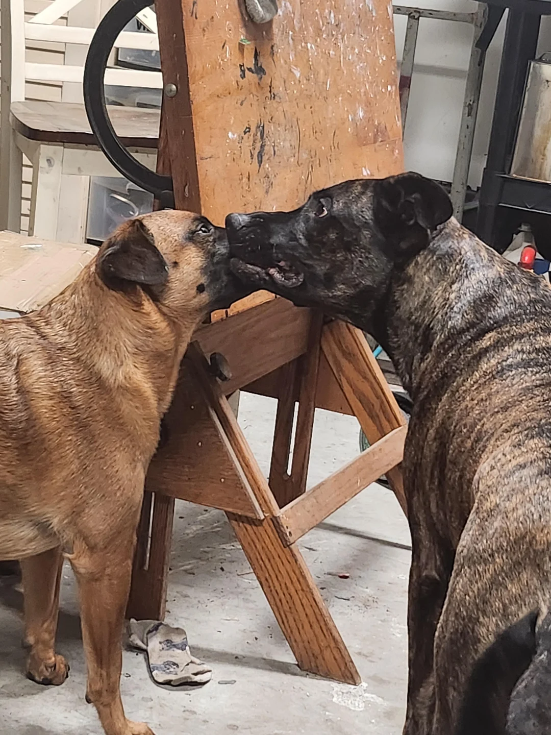 We got a side chew standoff | Scrolller