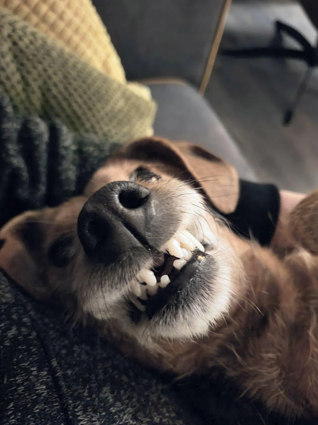 missing some teeth.. | Scrolller