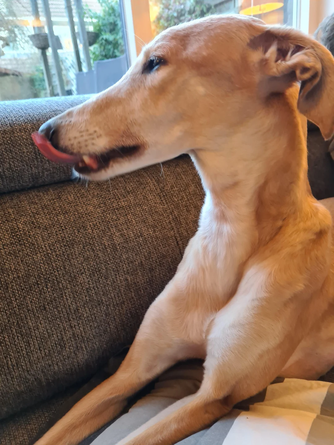 Tongue out Tuesday, Lito 😝 | Scrolller