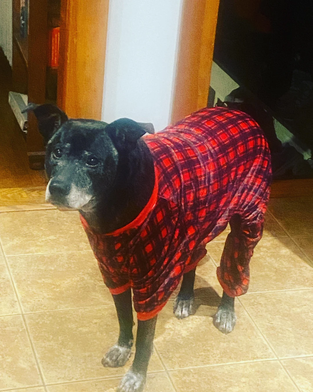 Anyone else have an older dog that gets cold in winter? | Scrolller