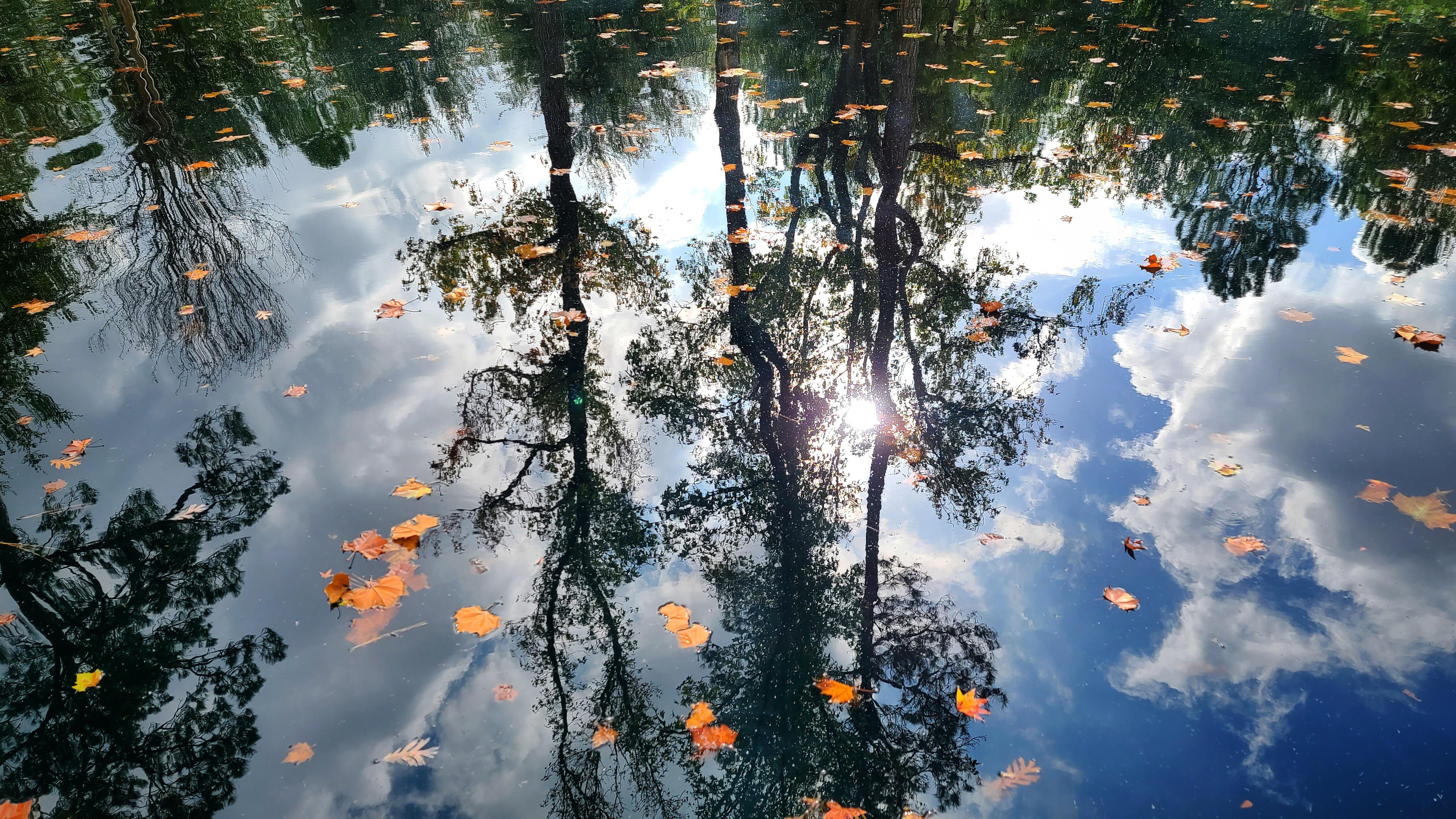 Reflections Passing By A Pond [OC] | Scrolller