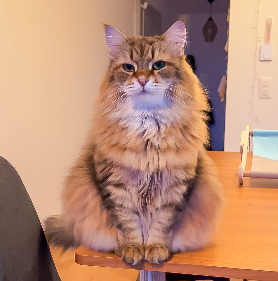 Adorably Fluffy Blep | Scrolller