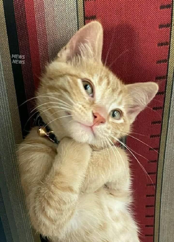 Deep Thinking | Scrolller