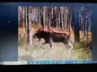 Nice Young Moose | Scrolller