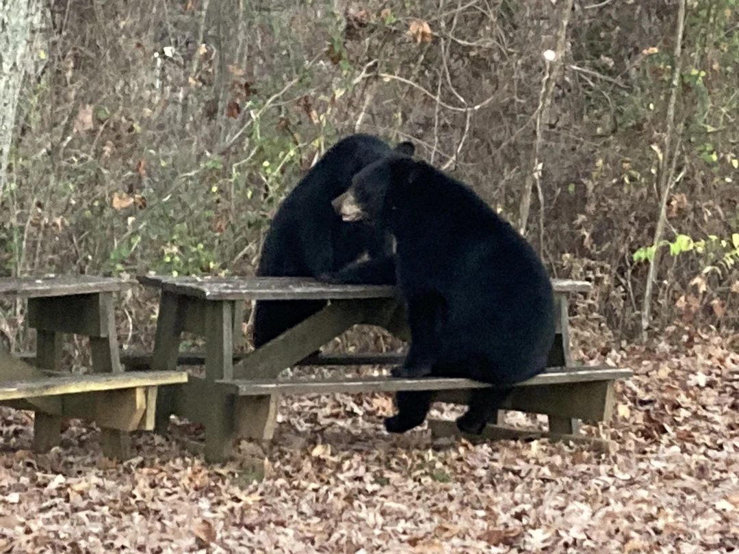 Bears having a picnic | Scrolller