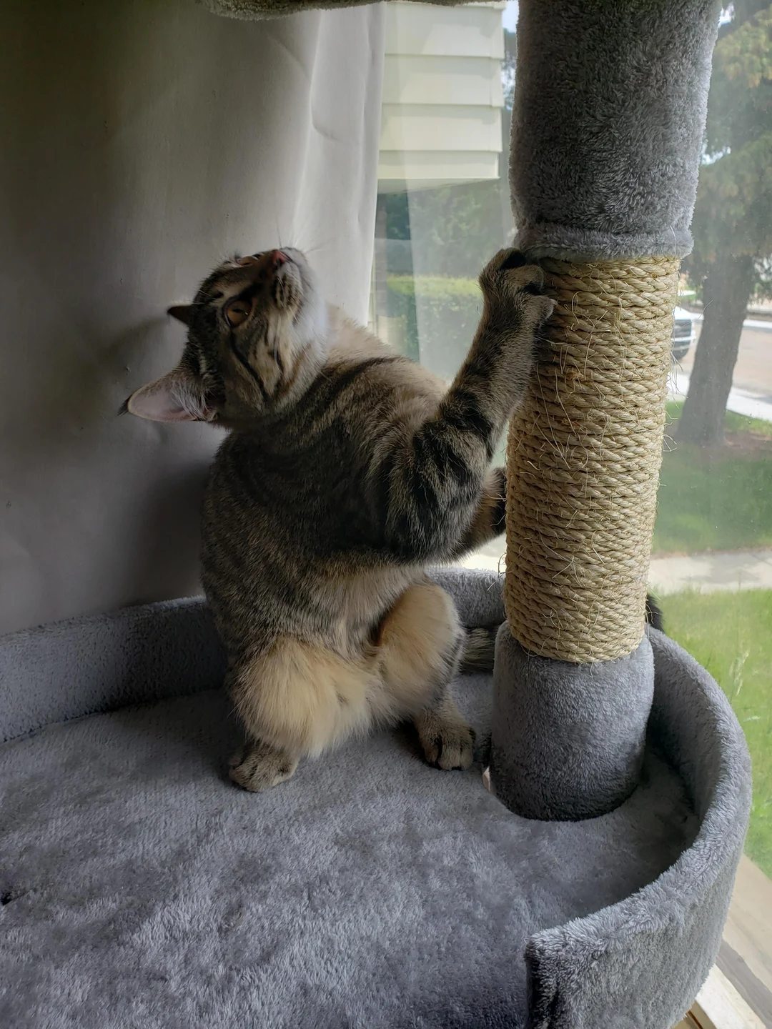 To derp or not to derp? | Scrolller