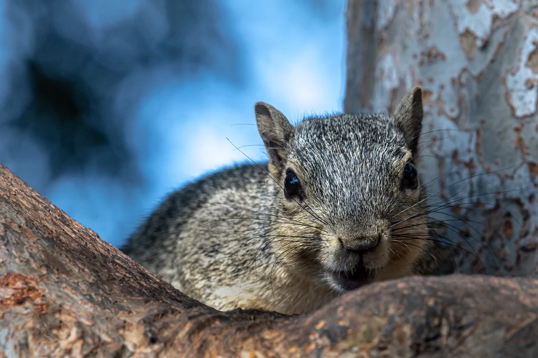 Peekaboo Squirrel | Scrolller