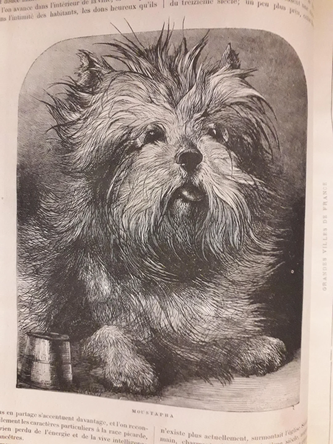 Derp from a different time (from a 1874's french journal) | Scrolller