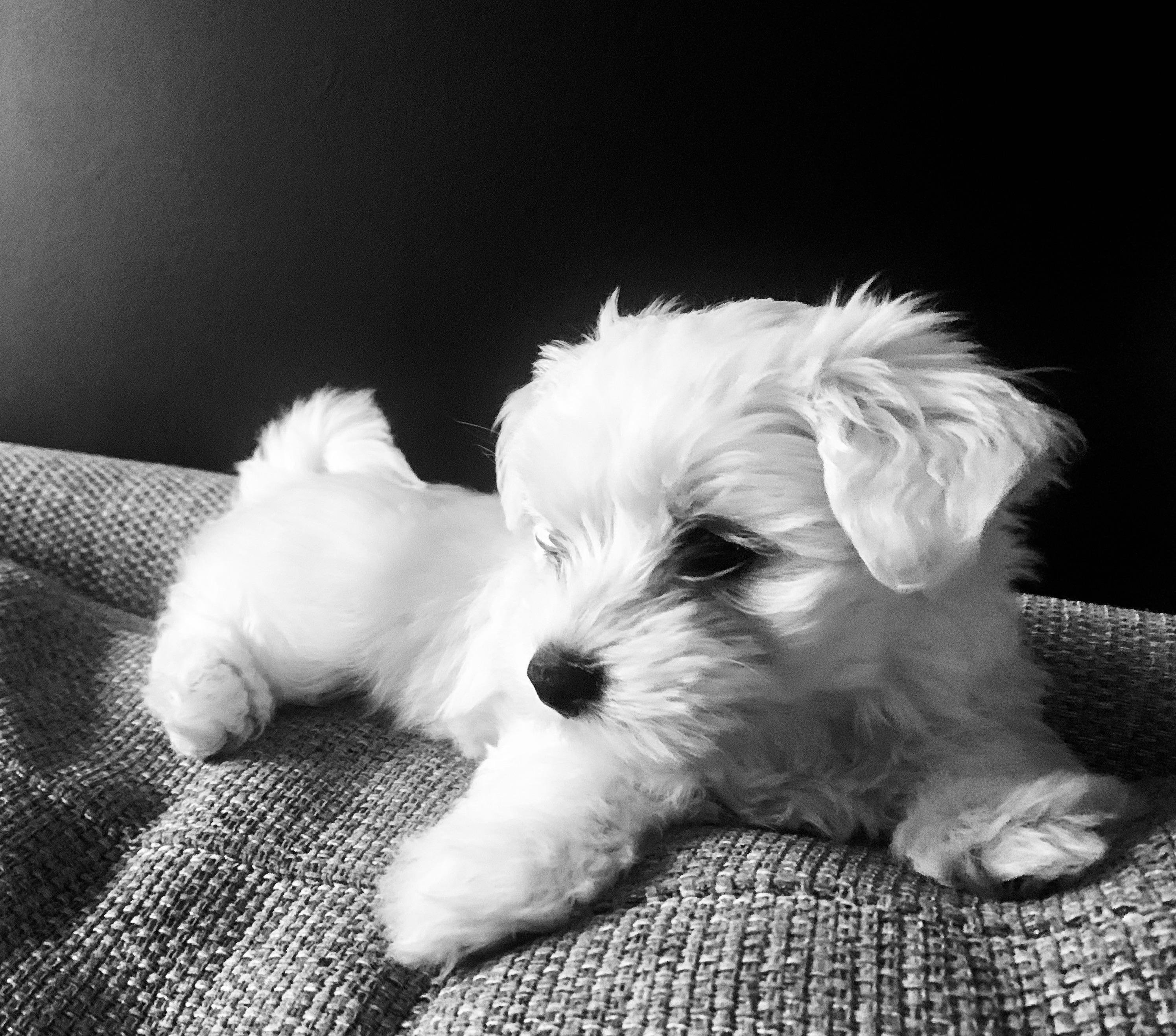 Thoughtful pup | Scrolller