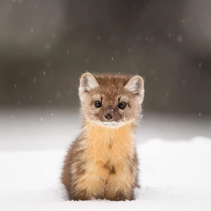 Cute Overload ️ ️ | Scrolller