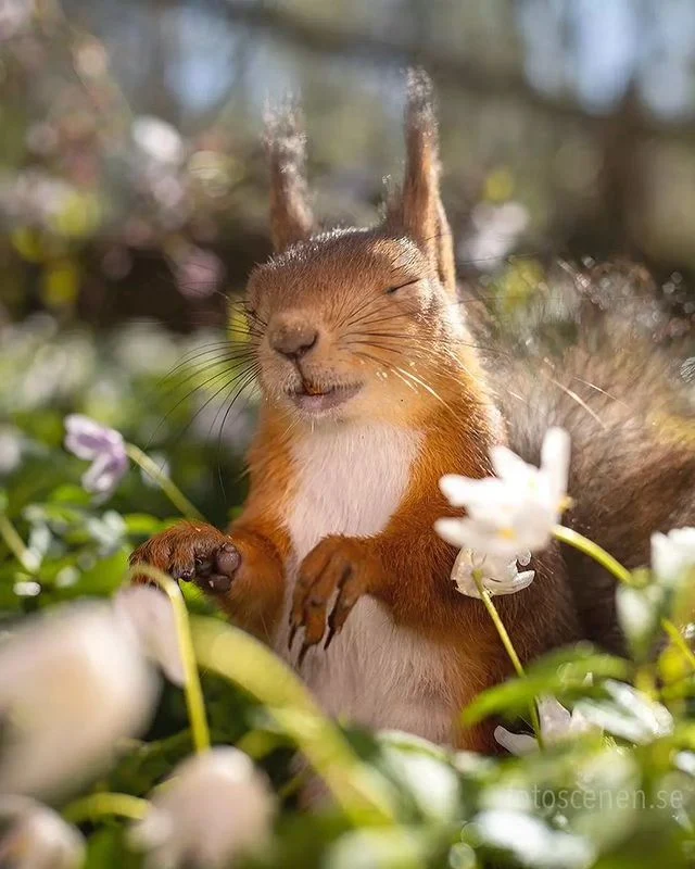 This squirrel knows how to appreciate the simple pleasures 🥰🐿️ | Scrolller