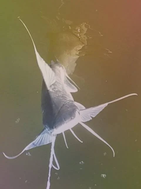 Gafftop Sail Catfish, caught in Naples, Florida | Scrolller