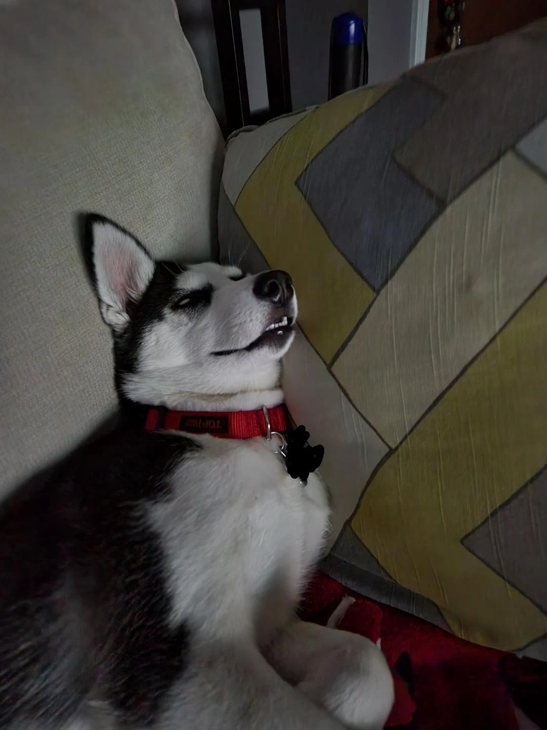 Huskies are such a majestic breed | Scrolller