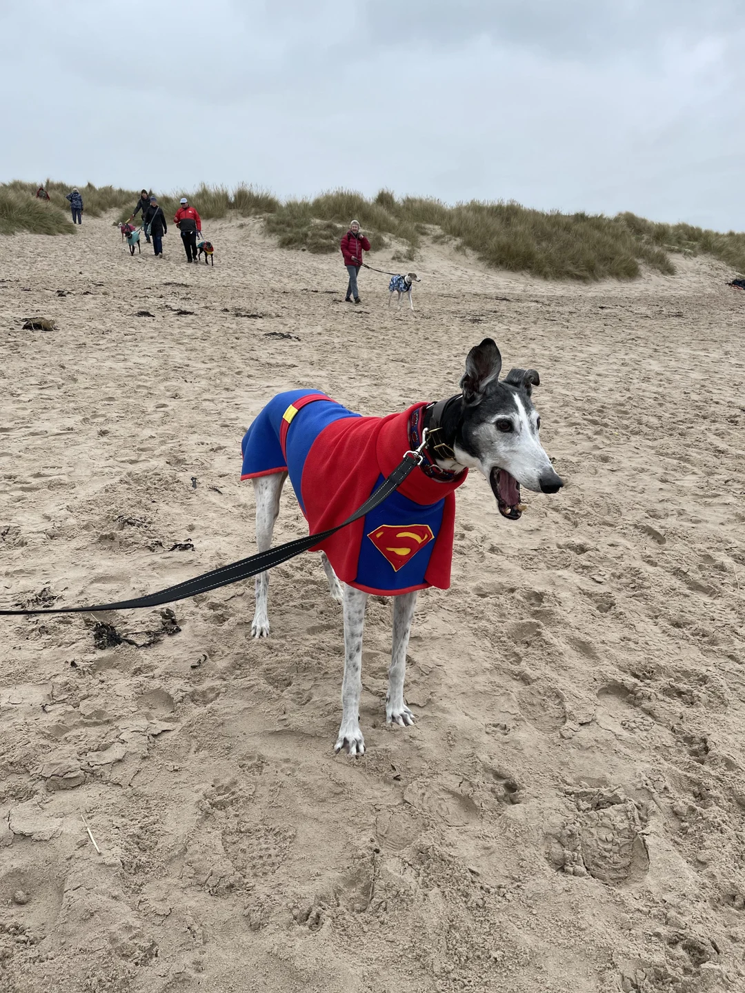 Super-Hound | Scrolller