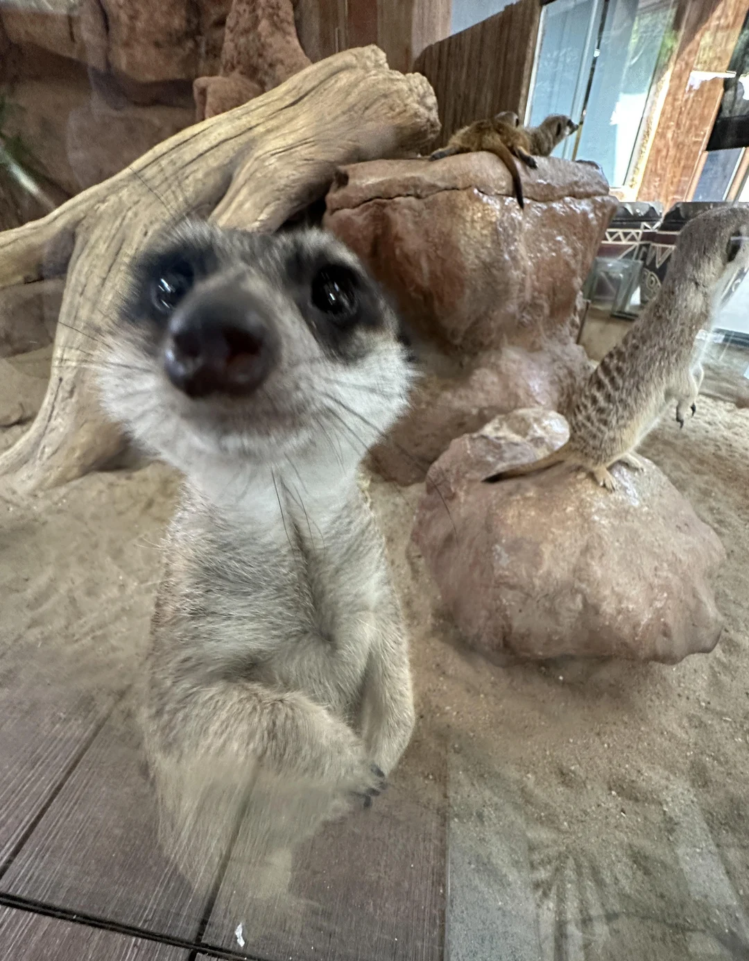 Hello Mr meerkat 🙂 | Scrolller