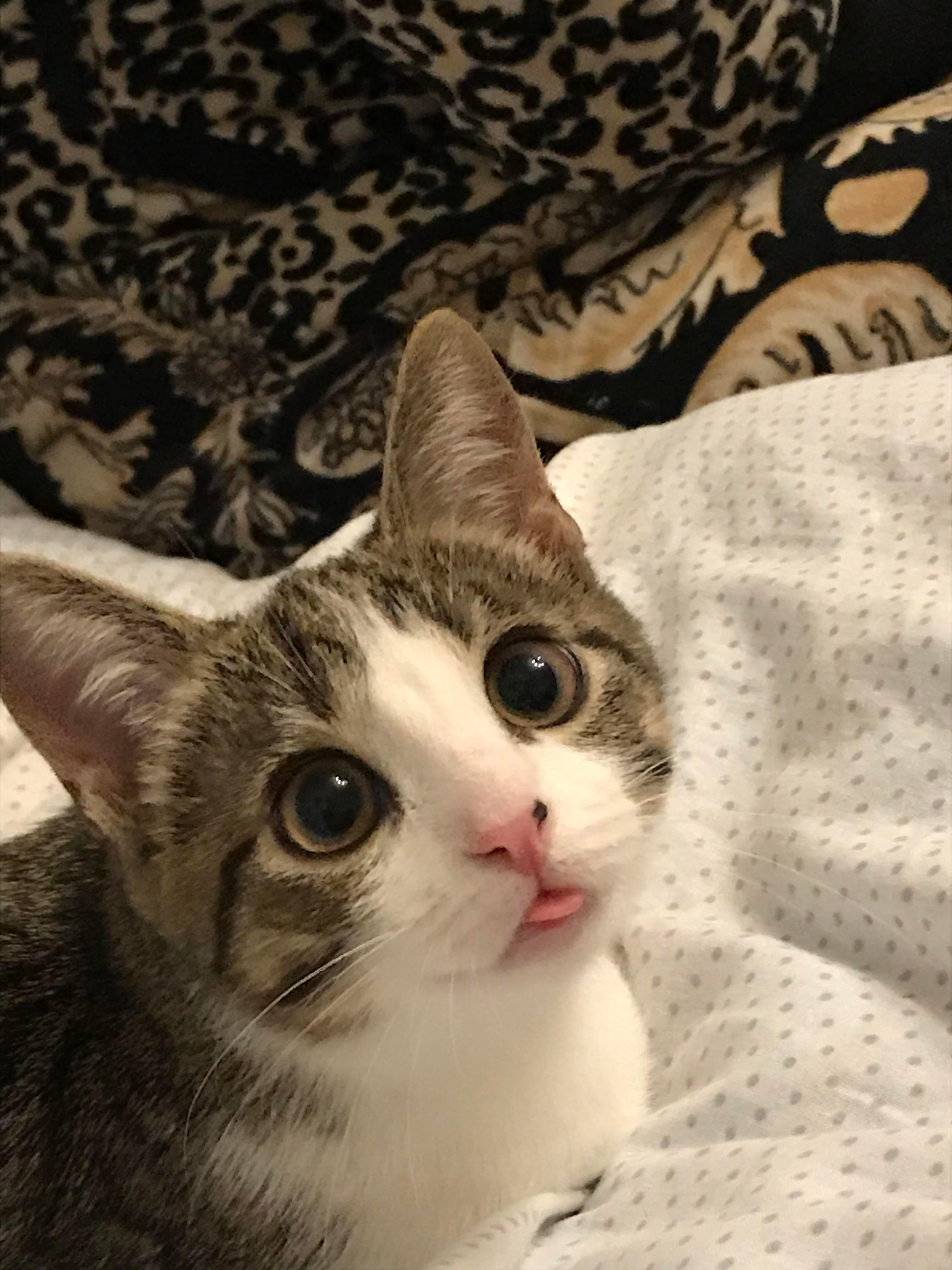 Blep :p | Scrolller