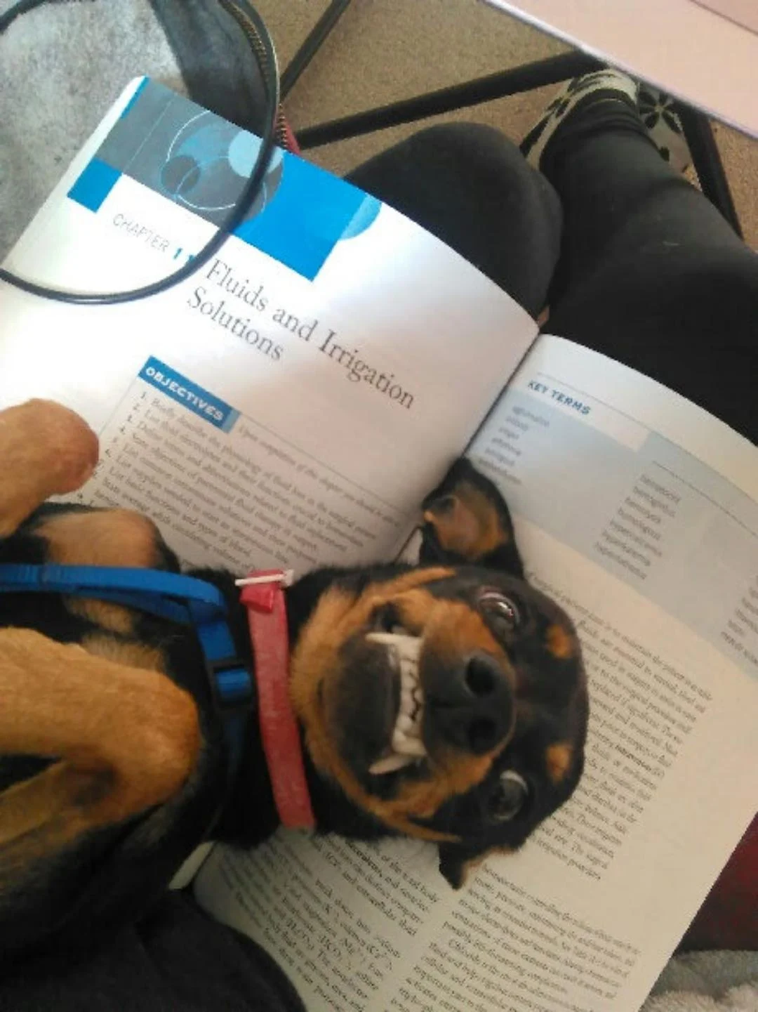 Study later, pet now! | Scrolller